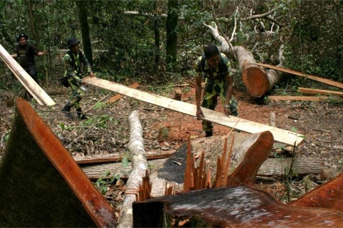 Commission urged to investigate EU's role in illegal deforestation Commission urged to investigate EU's role in illegal deforestation