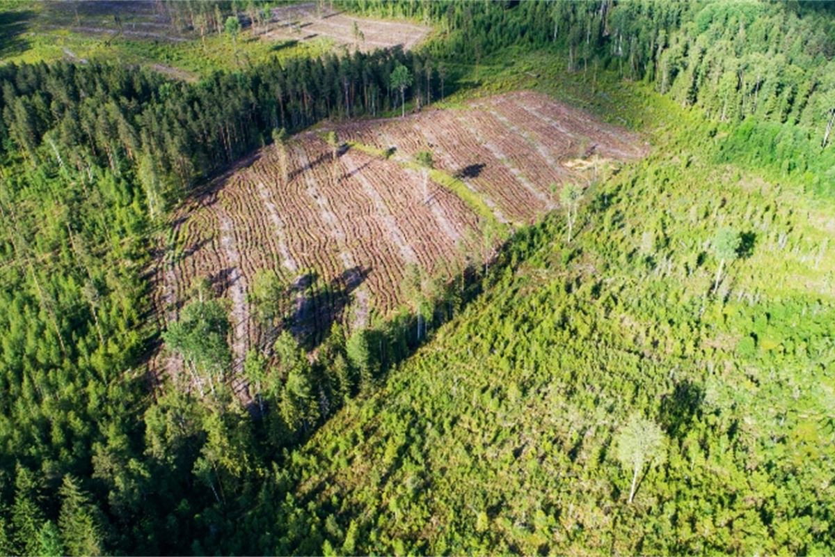 A closer look at the Commission’s proposed Regulation on deforestation ...