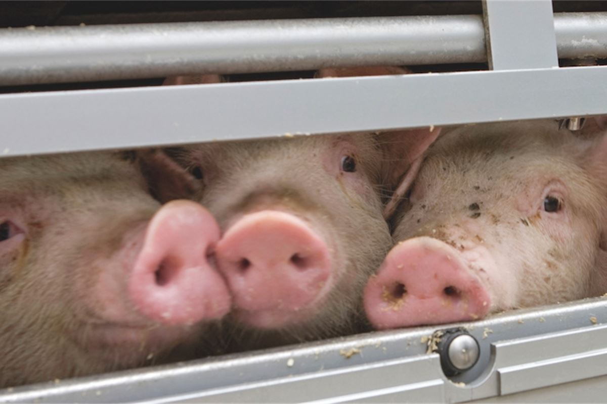 Why the EU needs better rules to protect animals during transport