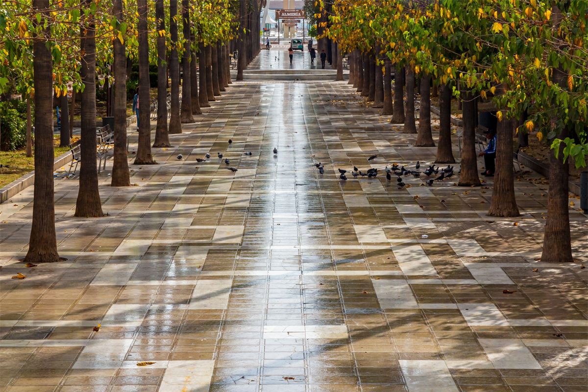 Trees a crowd - the movement to green Europe’s city streets
