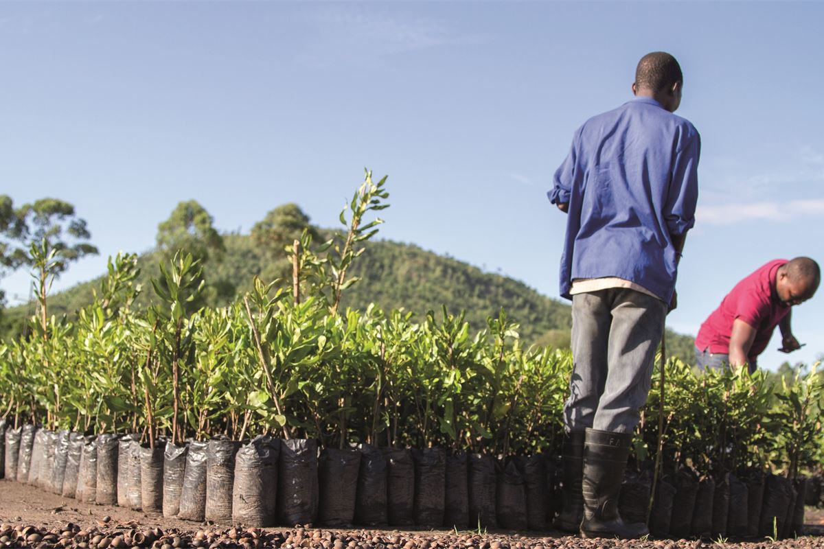 A Taste of Success: The European Snacks Association and the Savoury ...