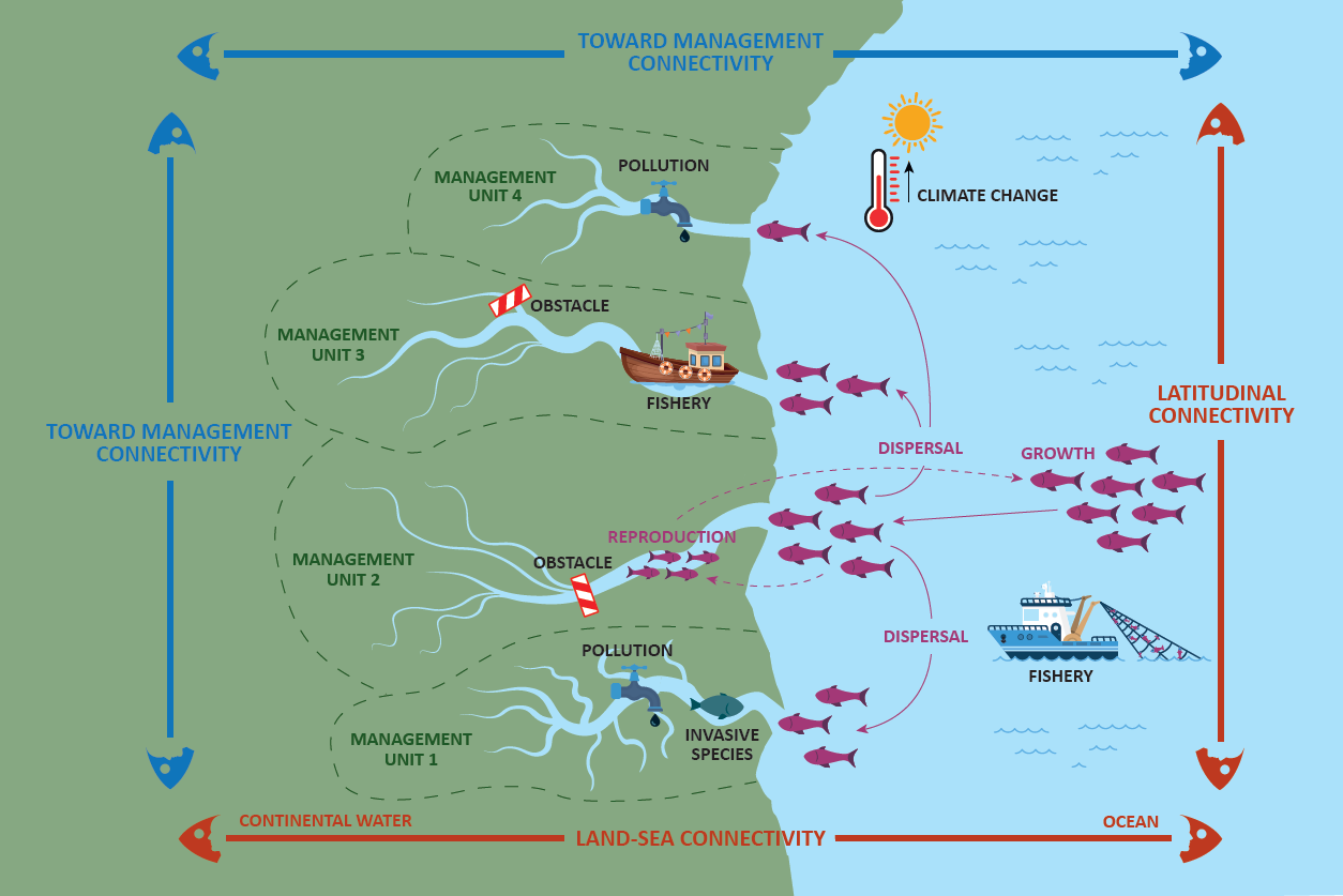 A future for diadromous species and related human communities